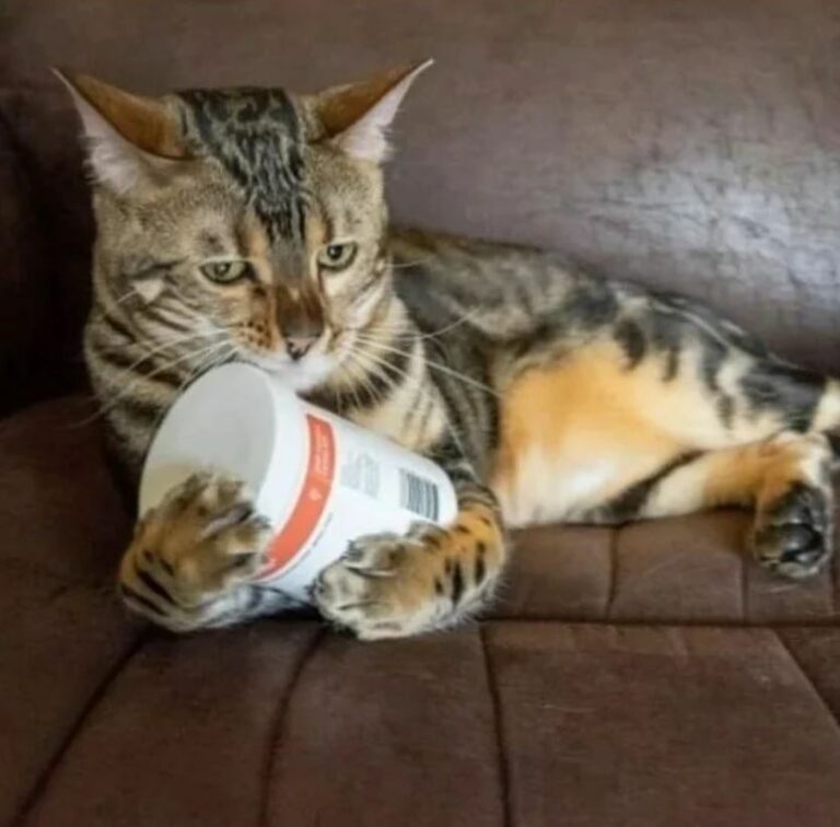 cats-nova-animal